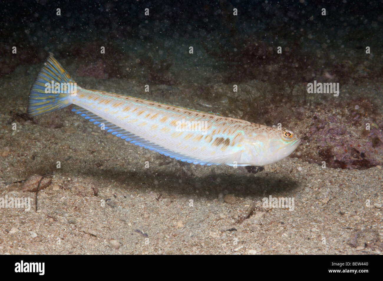 Greater Weever, Trachinus draco, Istria, Adriatic Sea, Croatia Stock ...