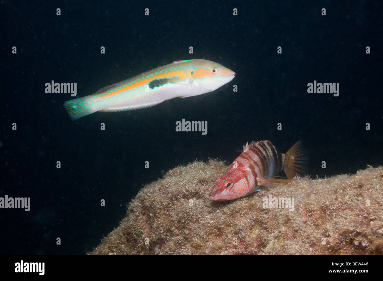 Rainbow Wrasse and Painted Comber, Coris julis, Serranus scriba, Istria ...