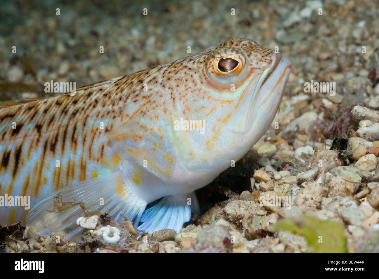 Weever fish hi-res stock photography and images - Alamy