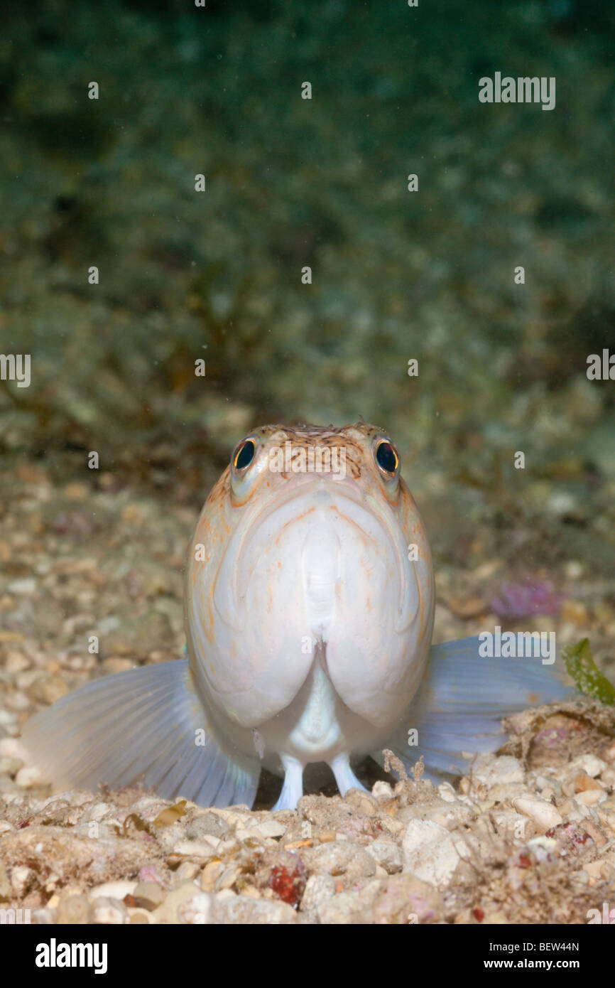 Weaver fish hi-res stock photography and images - Alamy