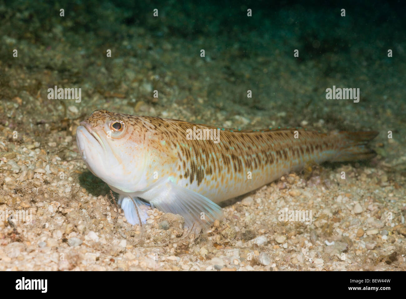 Trachinus radiatus hi-res stock photography and images - Alamy