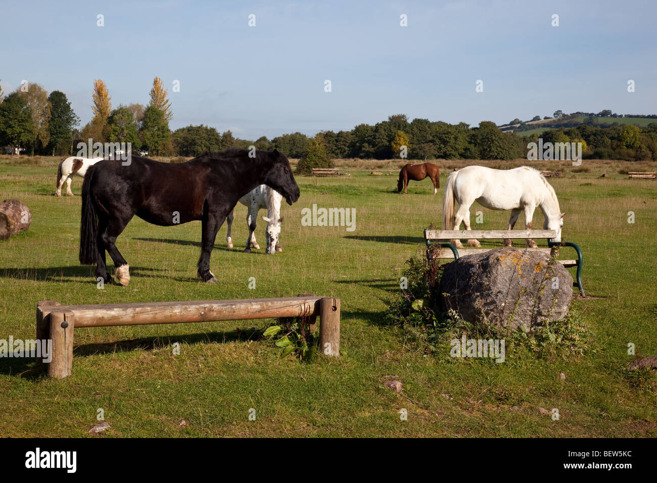 Welsh horses hi-res stock photography and images - Alamy