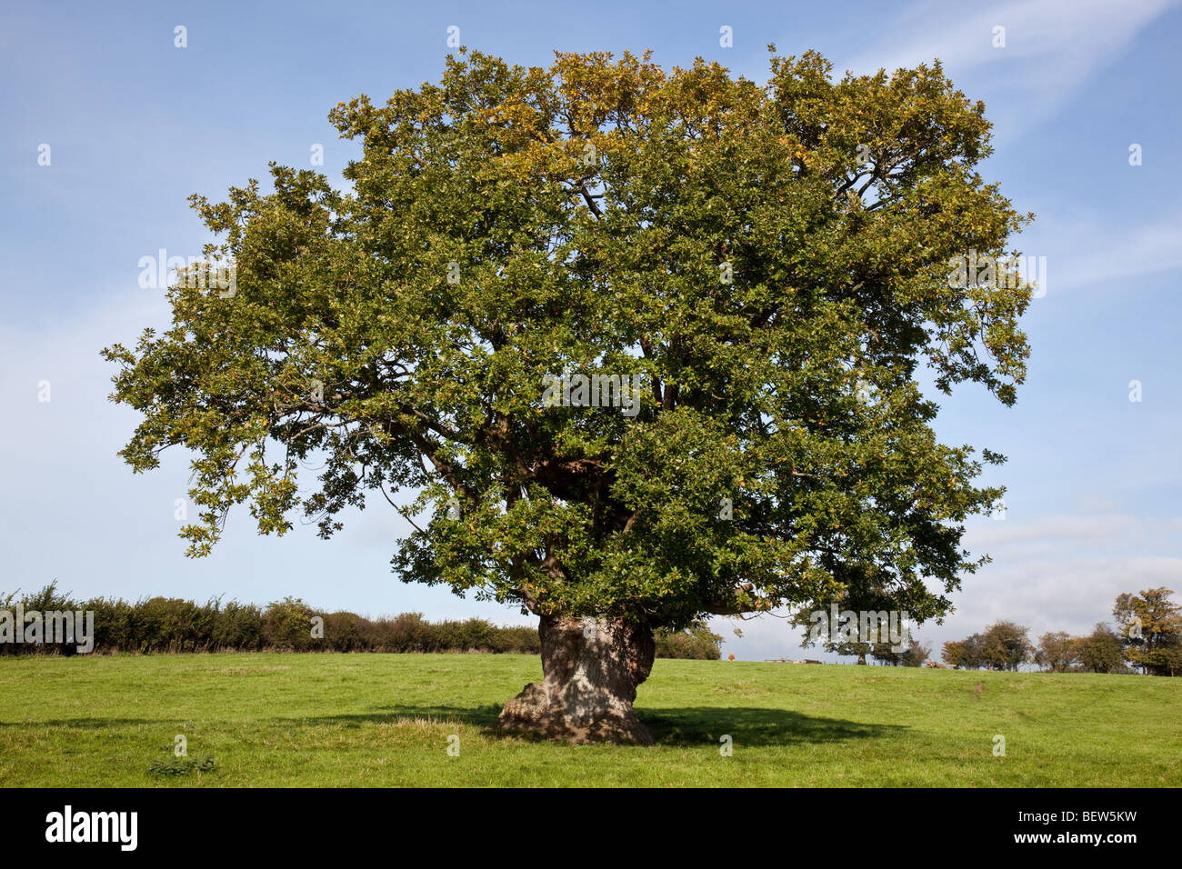 Ancient oak tree hi-res stock photography and images - Alamy
