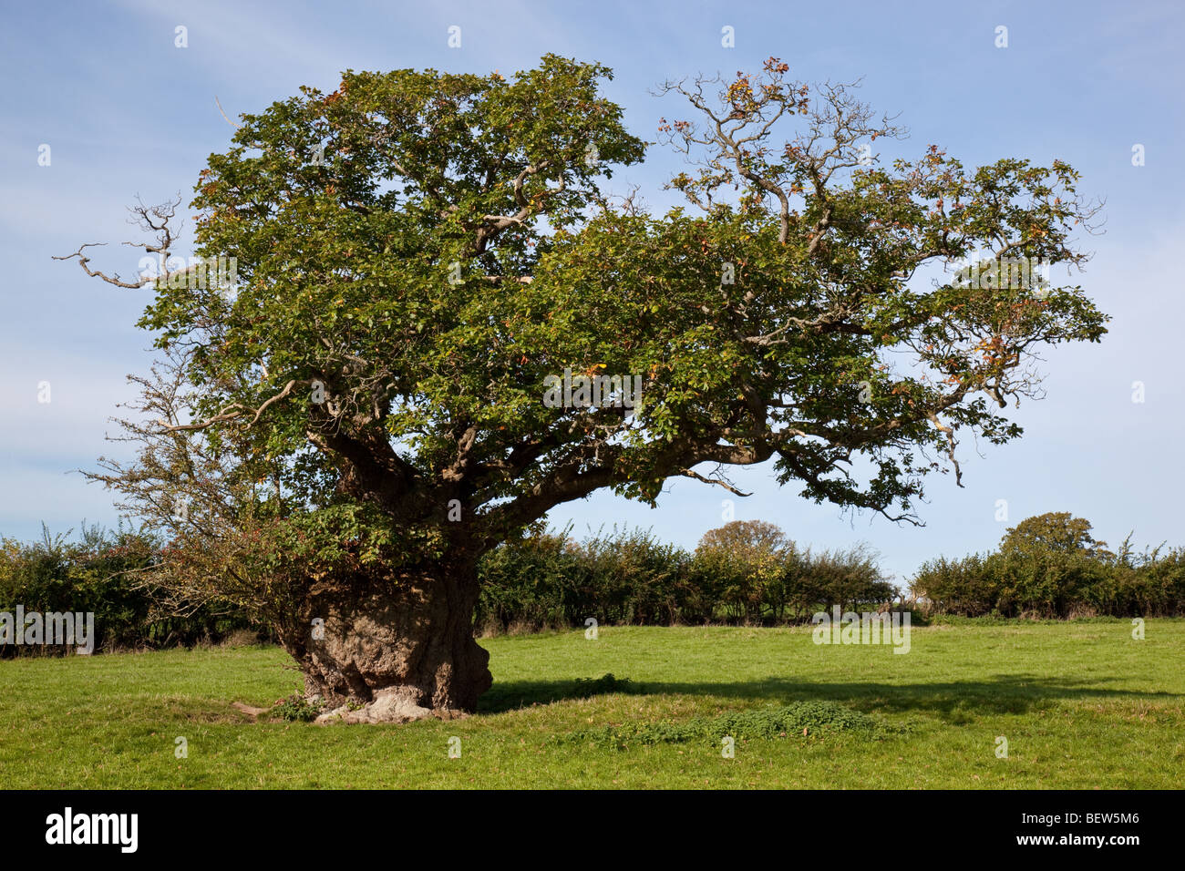 Ancient oak tree hi-res stock photography and images - Alamy