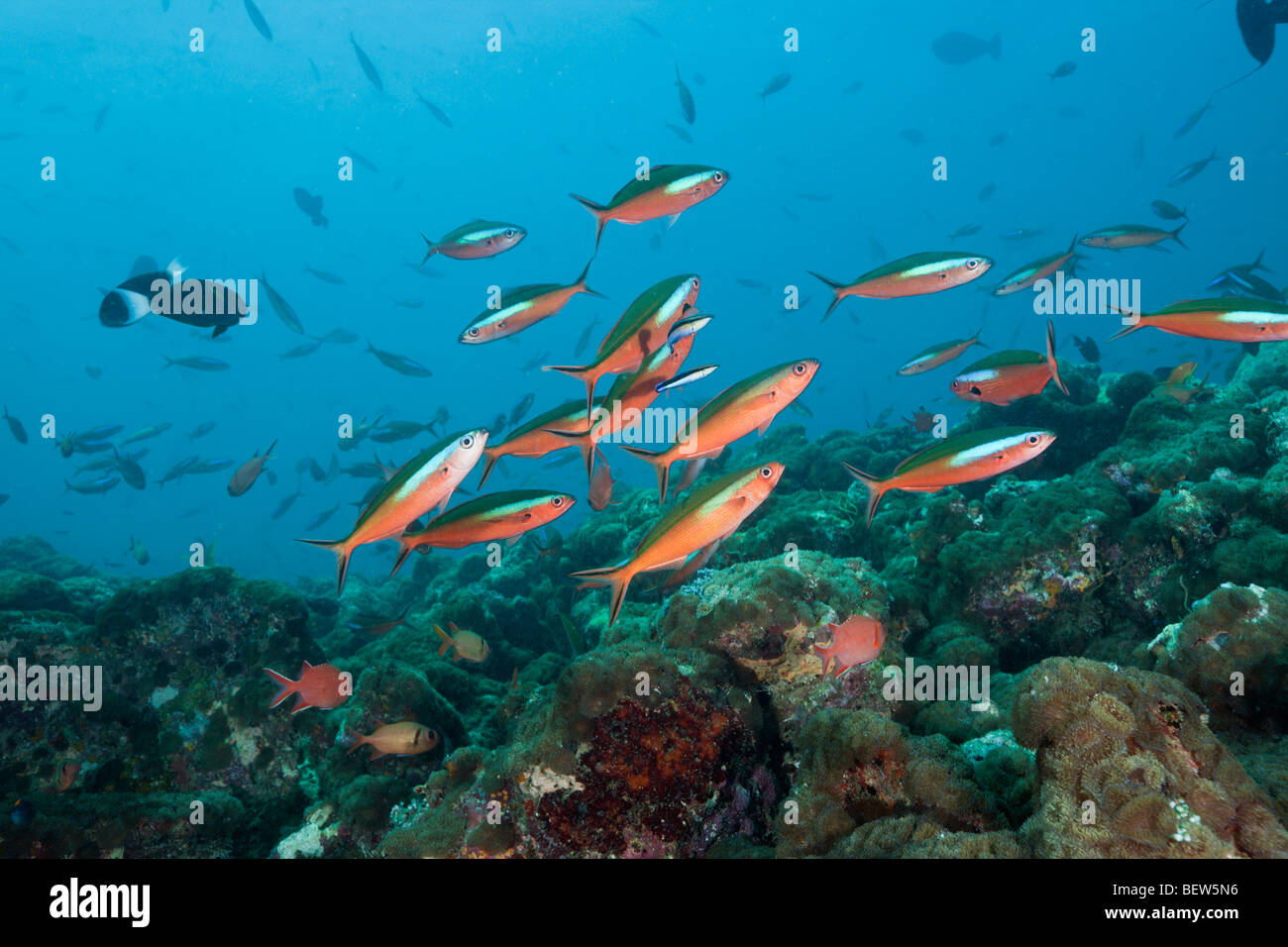 Neon Fusilier, Pterocaesio tile, Fishhead, North Ari Atoll, Maldives ...
