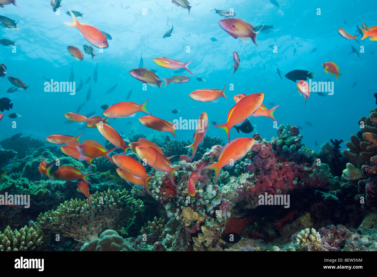 Atoll Reef Fish