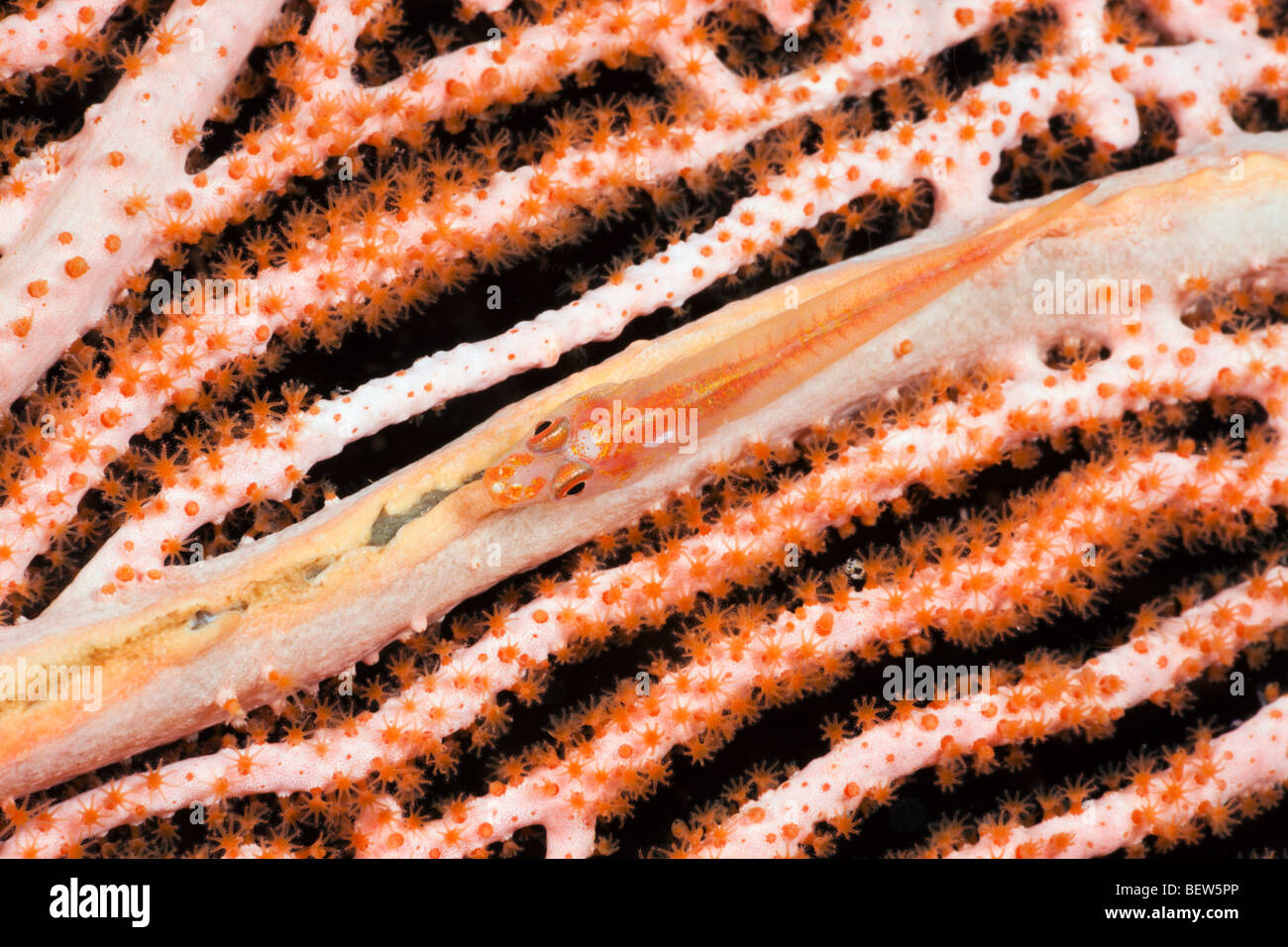 Whip-Gobi on Sea Fan, Bryaninops loki, Ellaidhoo House Reef, North Ari ...