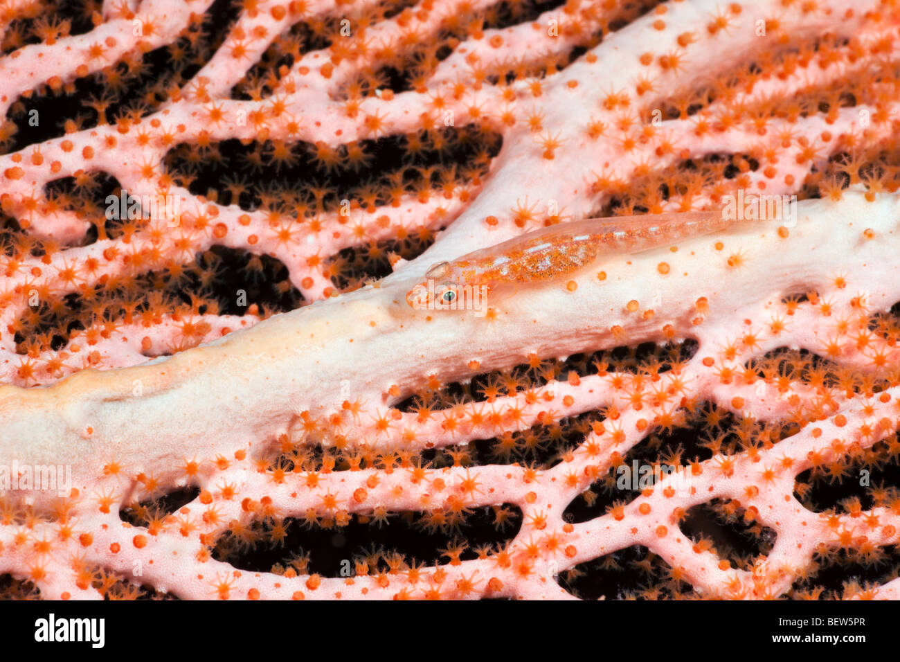 Whip-Gobi on Sea Fan, Bryaninops loki, Ellaidhoo House Reef, North Ari ...
