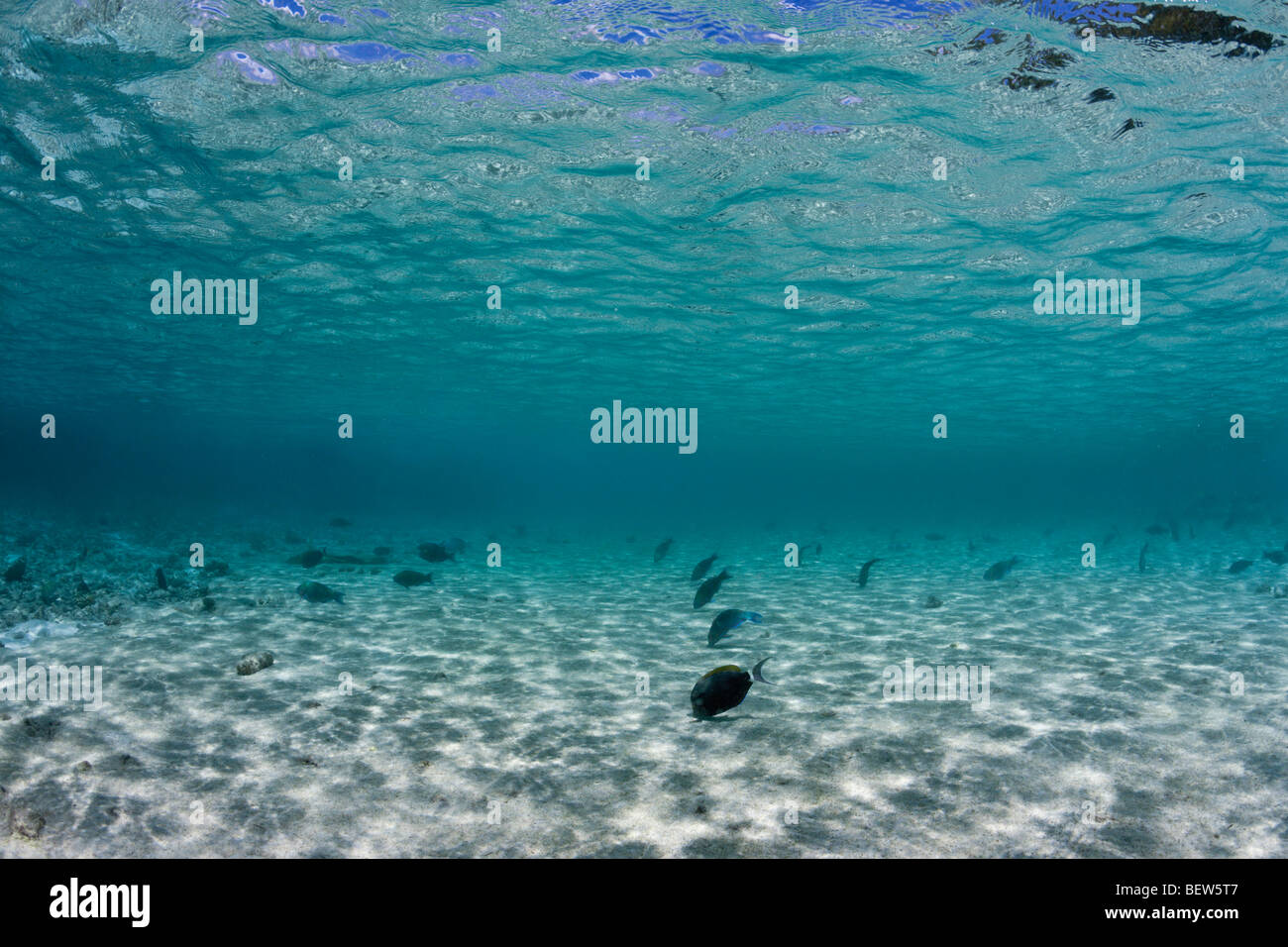 Shallow Lagoon, Ellaidhoo House Reef, North Ari Atoll, Maldives Stock ...
