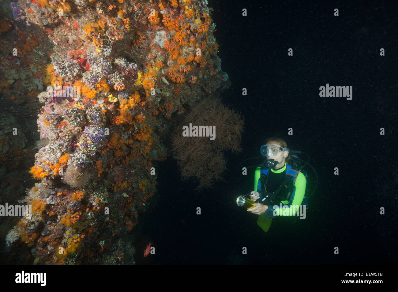 Night Dive, Maya Thila, North Ari Atoll, Maldives Stock Photo - Alamy