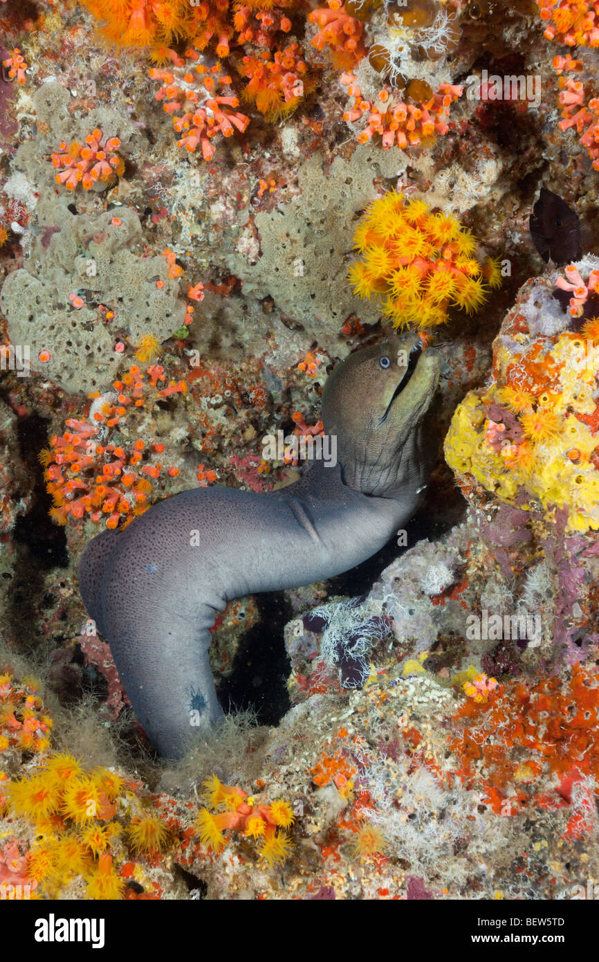 Moray eels hunting hi-res stock photography and images - Alamy