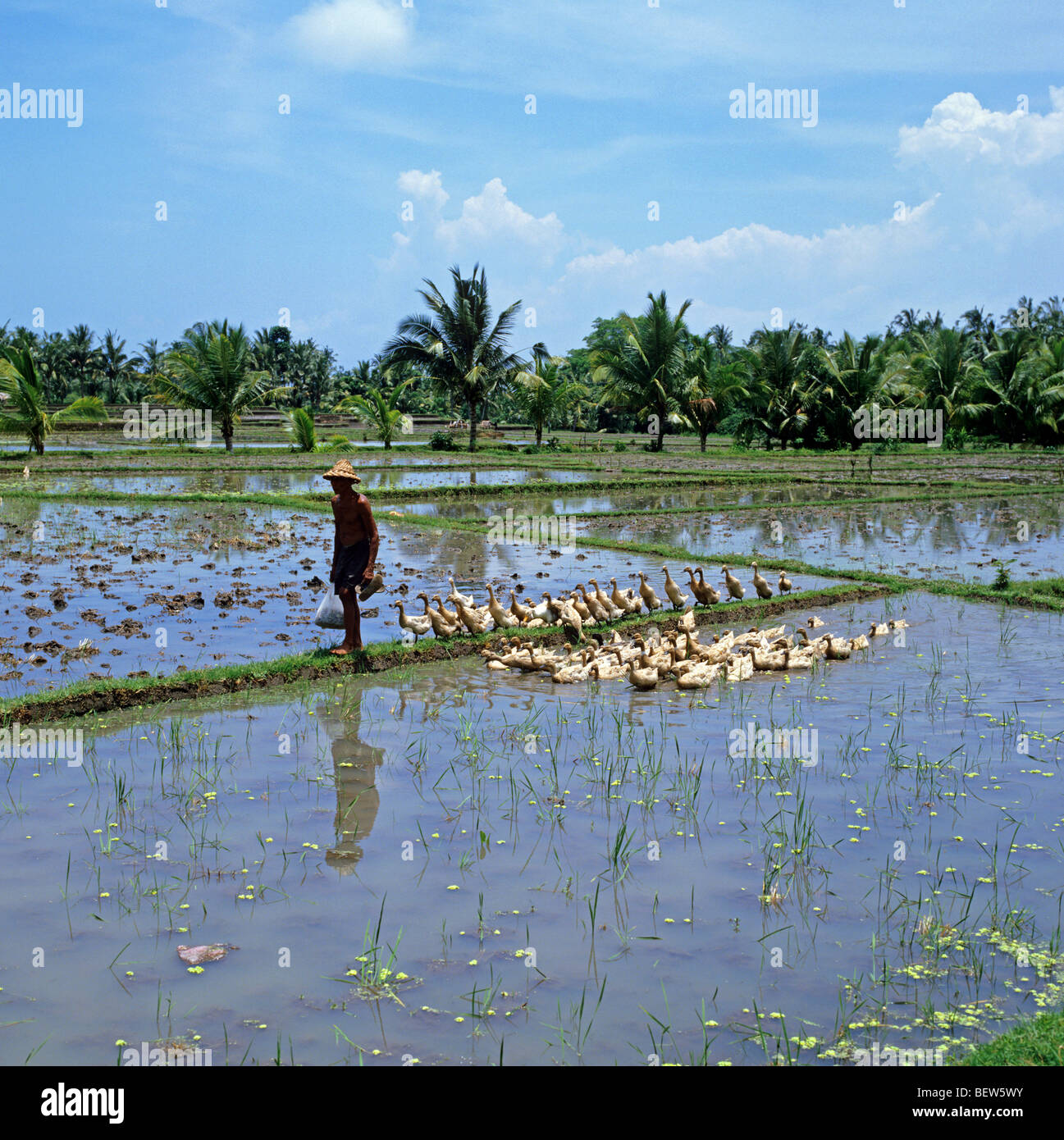 Bali - Duck farming among the rice paddy-fields Stock Photo - Alamy