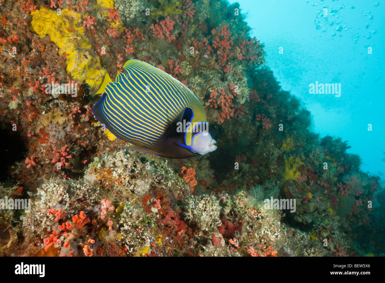 Emperor Angelfish, Pomacanthus imperator, Himendhoo Thila, North Ari ...