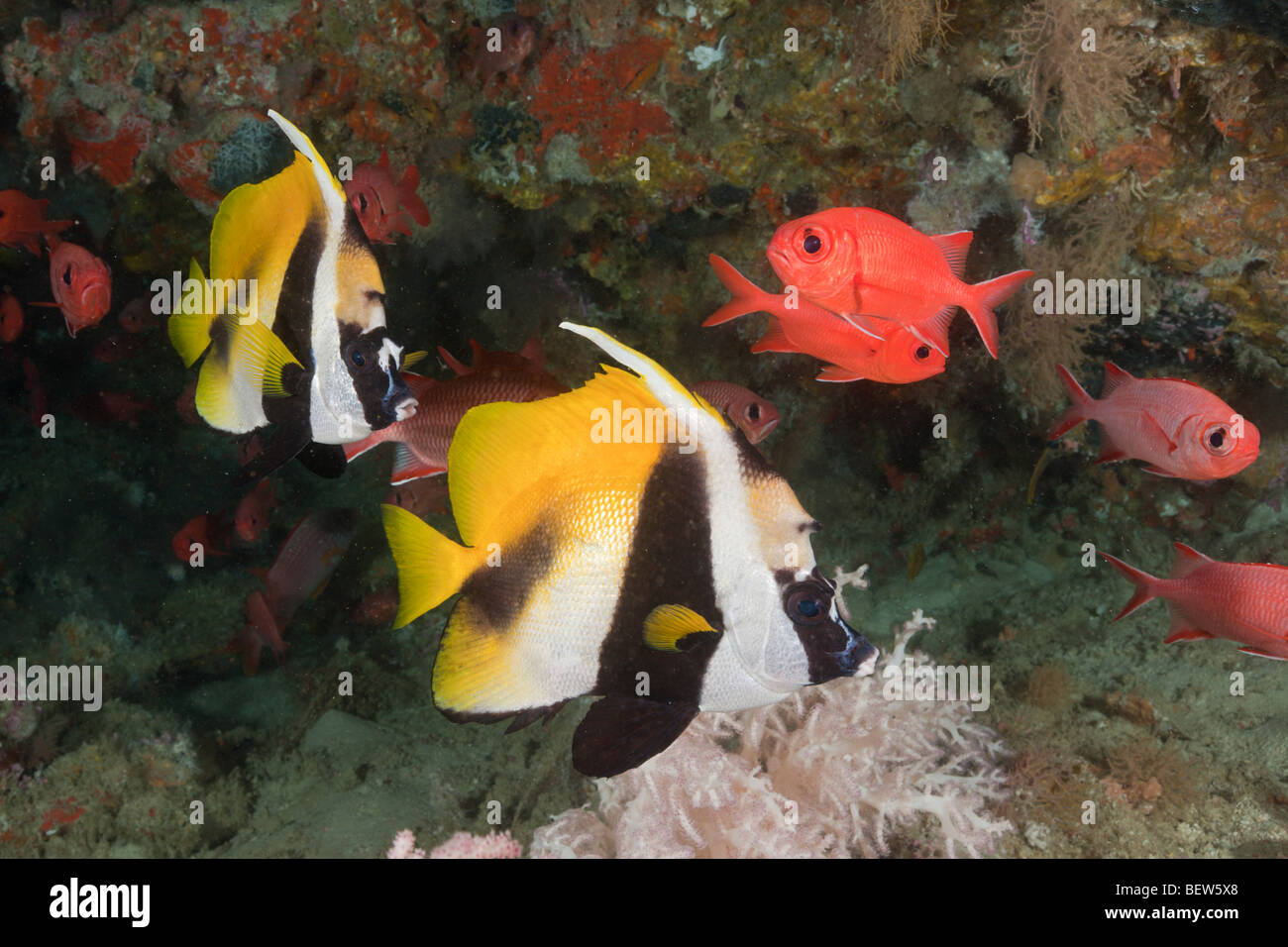 Masked Bannerfish, Heniochus monoceros, Himendhoo Thila, North Ari ...
