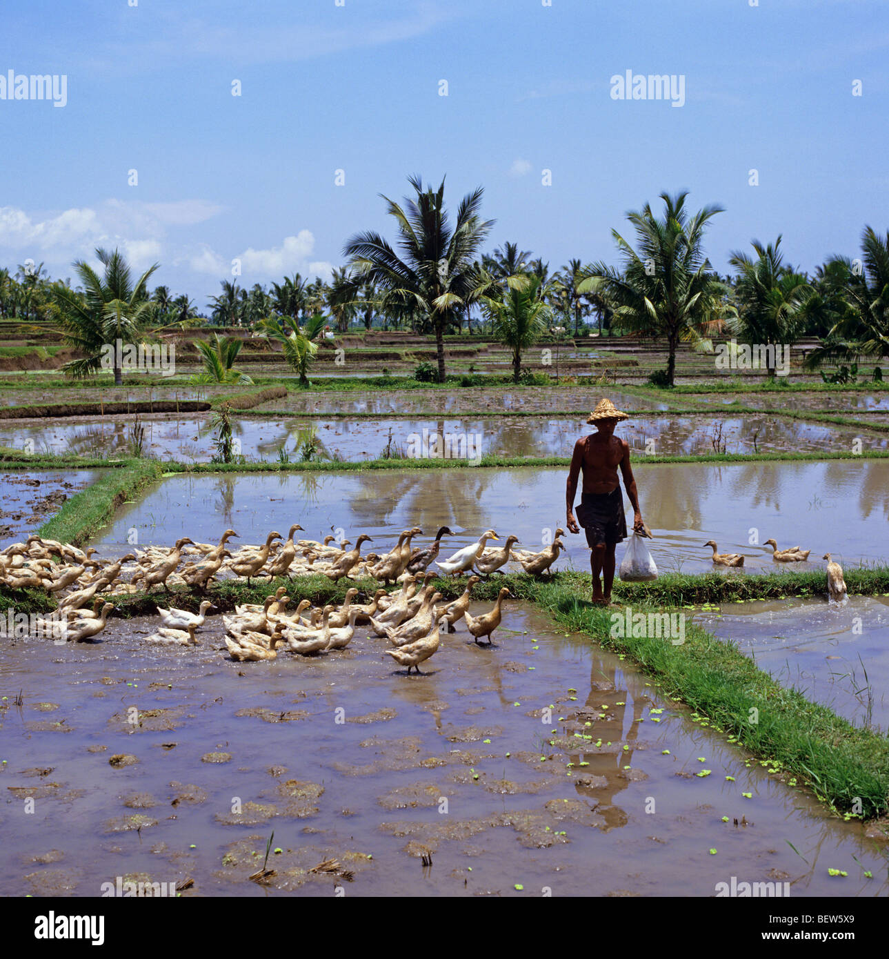 Bali - Duck farming among the rice paddy-fields Stock Photo - Alamy