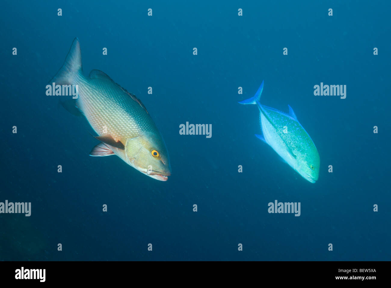 Red Reef Snapper and Bluefin Trevally, Lutjanus bohar, Caranx ...