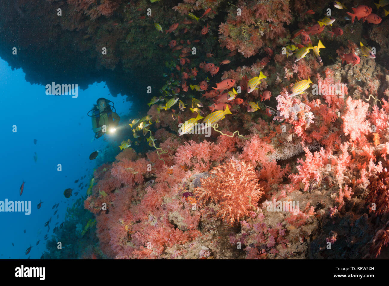 Scuba Diver in Coral Reef, Himendhoo Thila, North Ari Atoll, Maldives ...