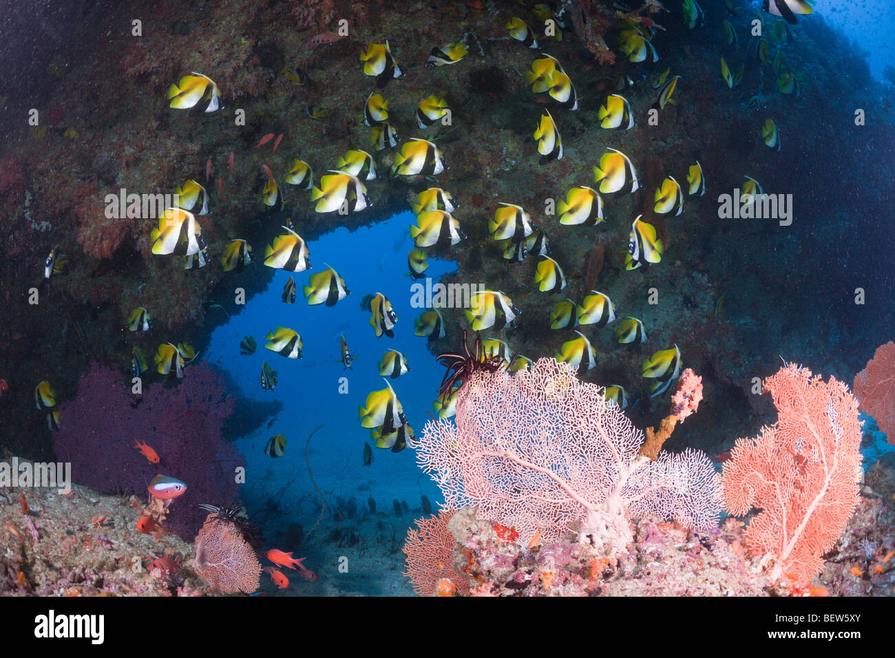 Masked Bannerfish, Heniochus monoceros, Himendhoo Thila, North Ari ...