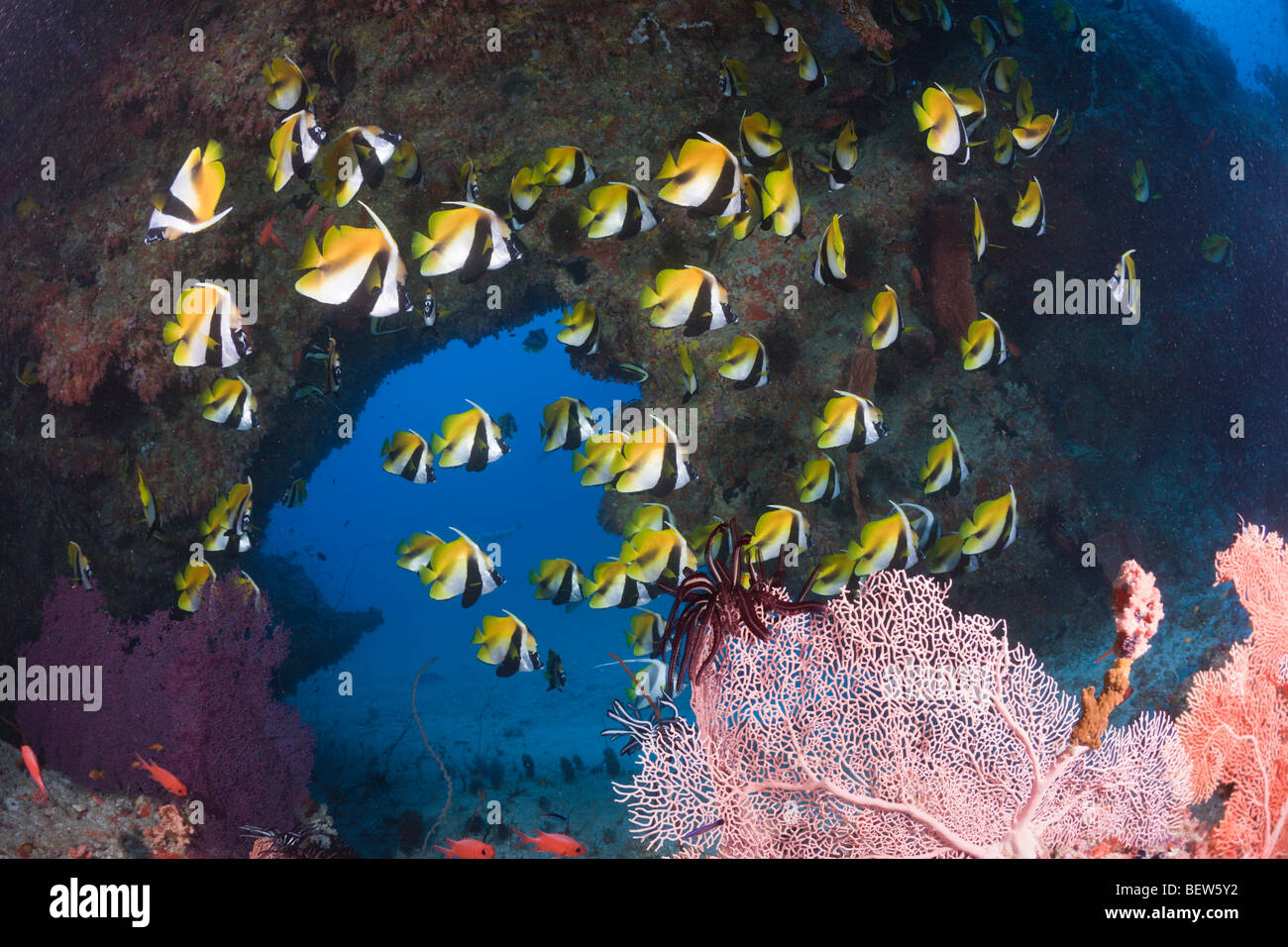 Masked Bannerfish, Heniochus monoceros, Himendhoo Thila, North Ari ...