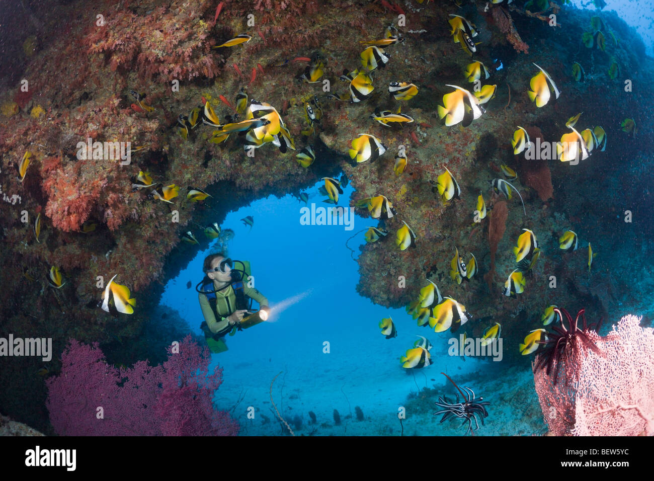 Masked Bannerfish and Diver, Heniochus monoceros, Himendhoo Thila ...