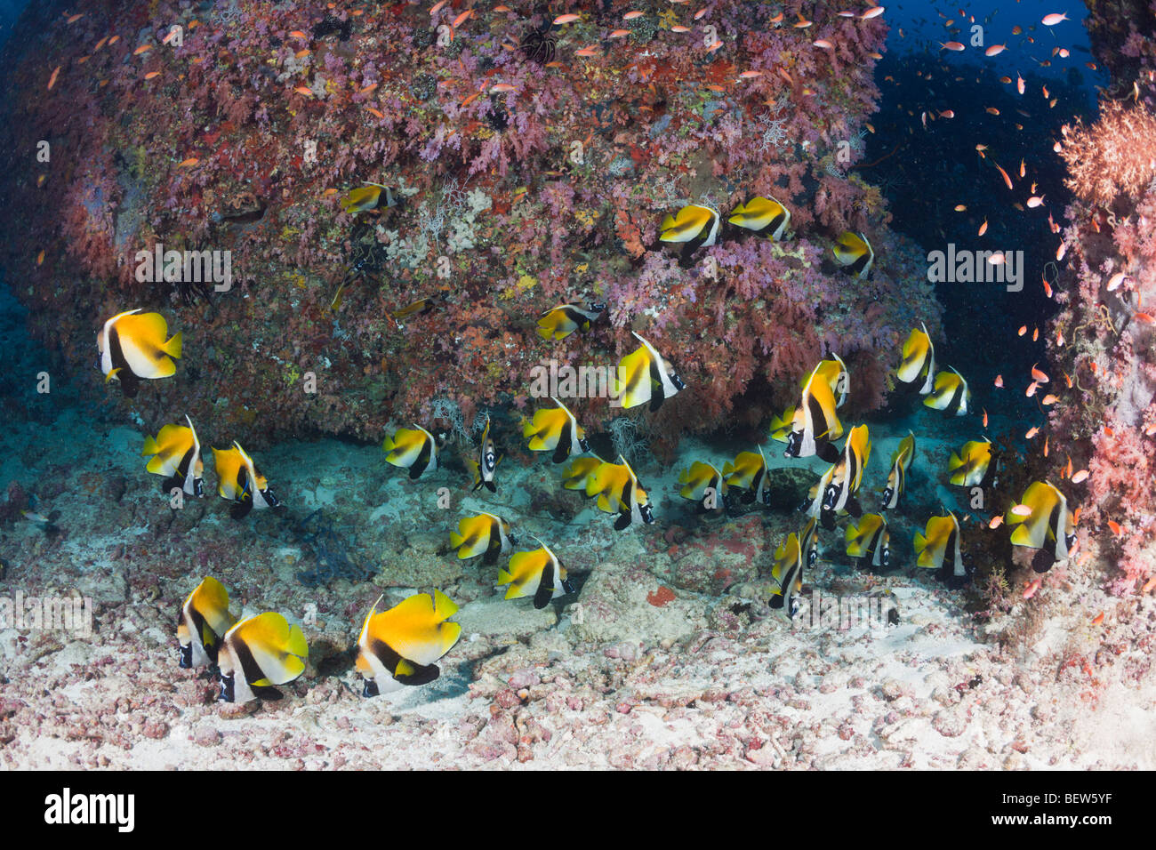 Masked Bannerfish, Heniochus monoceros, Himendhoo Thila, North Ari ...
