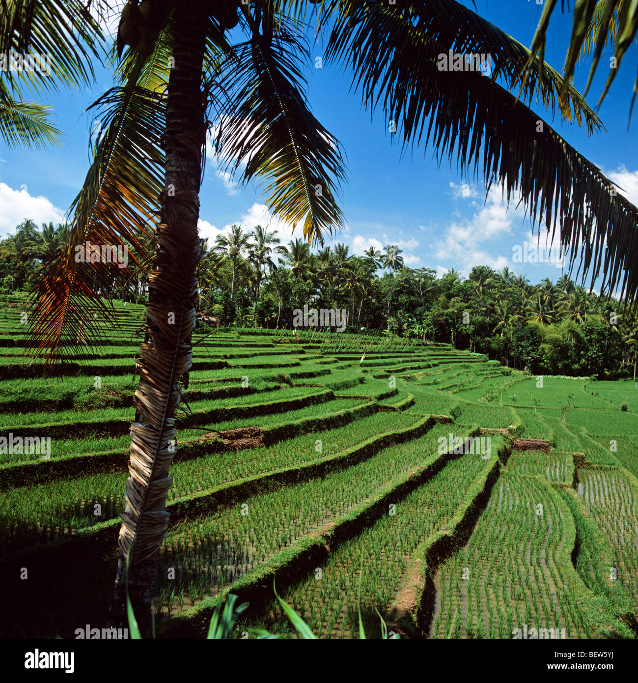 Bali - Palm trees and rice terraces Stock Photo - Alamy