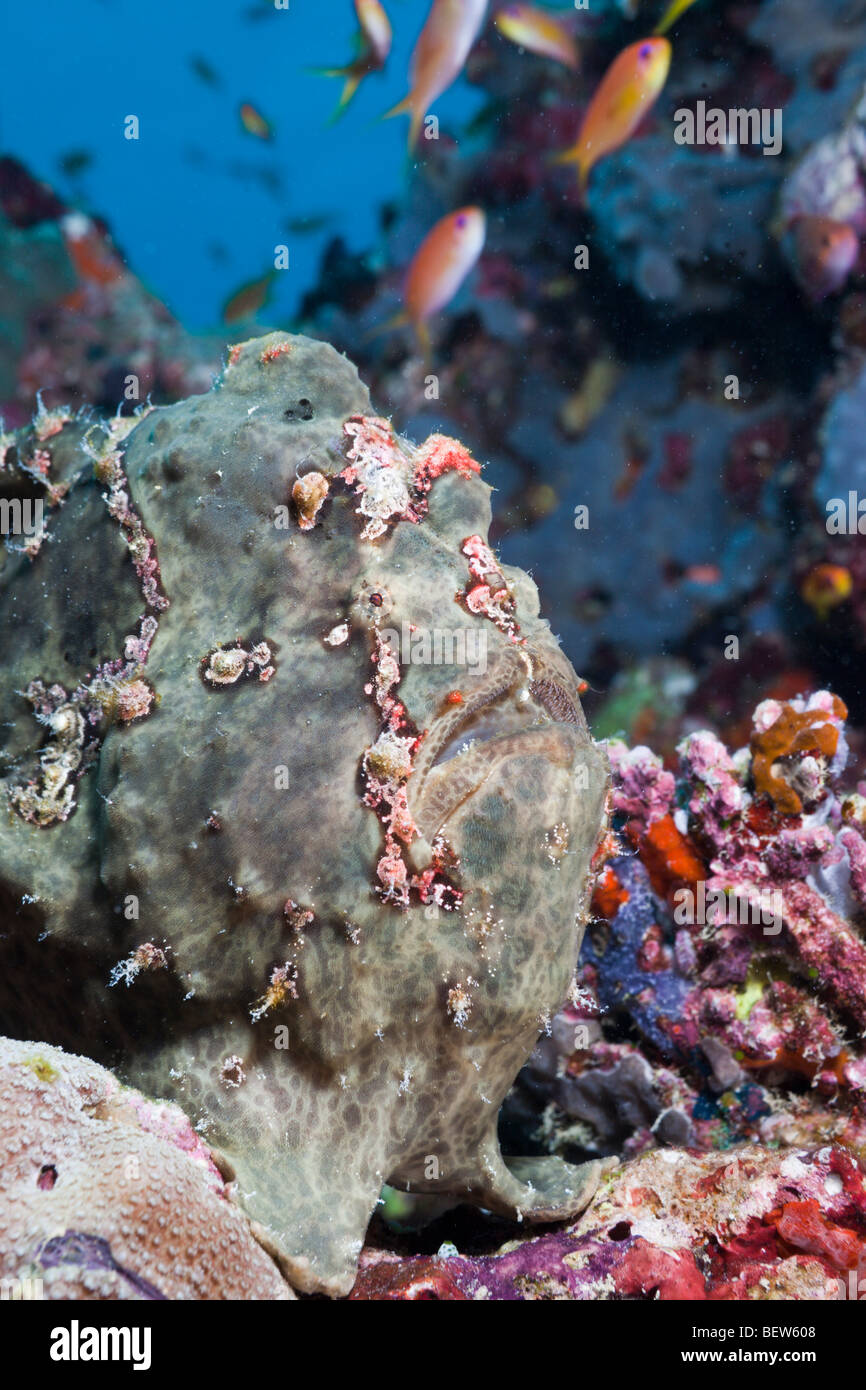 Green Giant Frogfish, Antennarius commersonii, North Ari Atoll ...