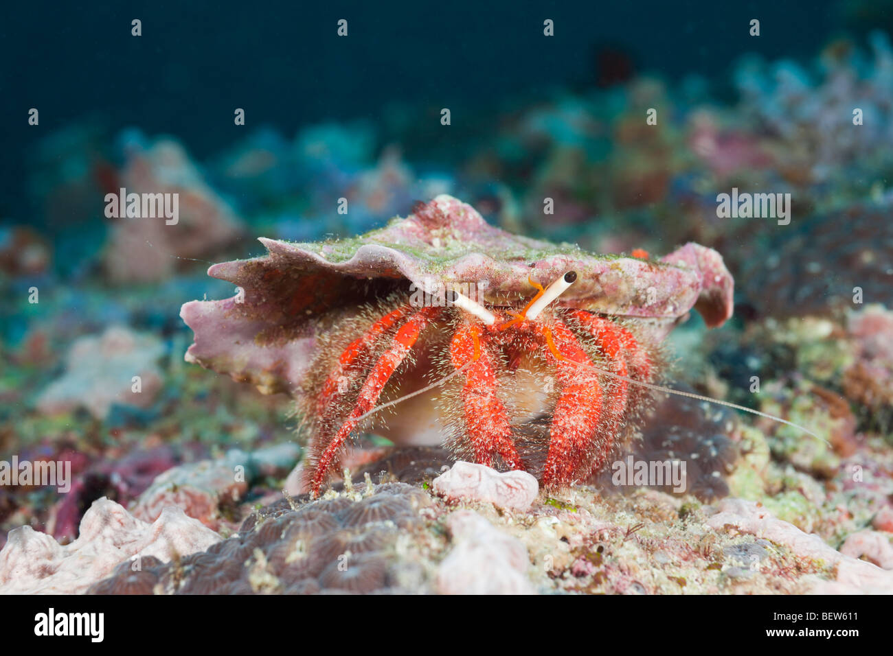 Red Hermit Crab, Diogenidae, North Ari Atoll, Maldives Stock Photo - Alamy