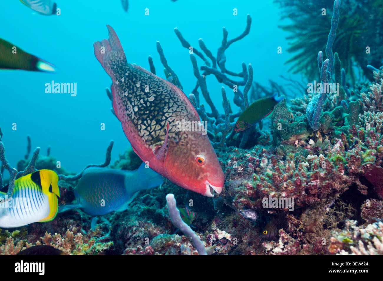 Coralfishes on Coral Reef, North Ari Atoll, Maldives Stock Photo - Alamy