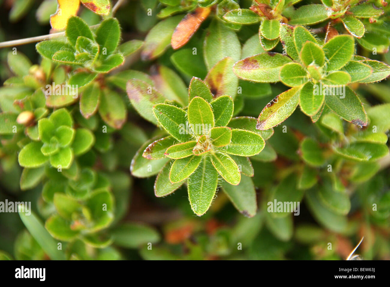 Alpenrose alpenrose hi-res stock photography and images - Alamy