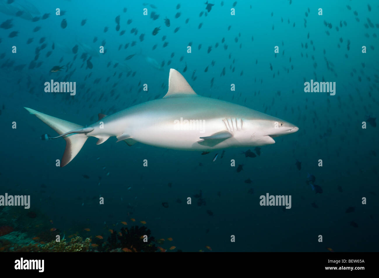 Grey reef shark maneater hi-res stock photography and images - Alamy