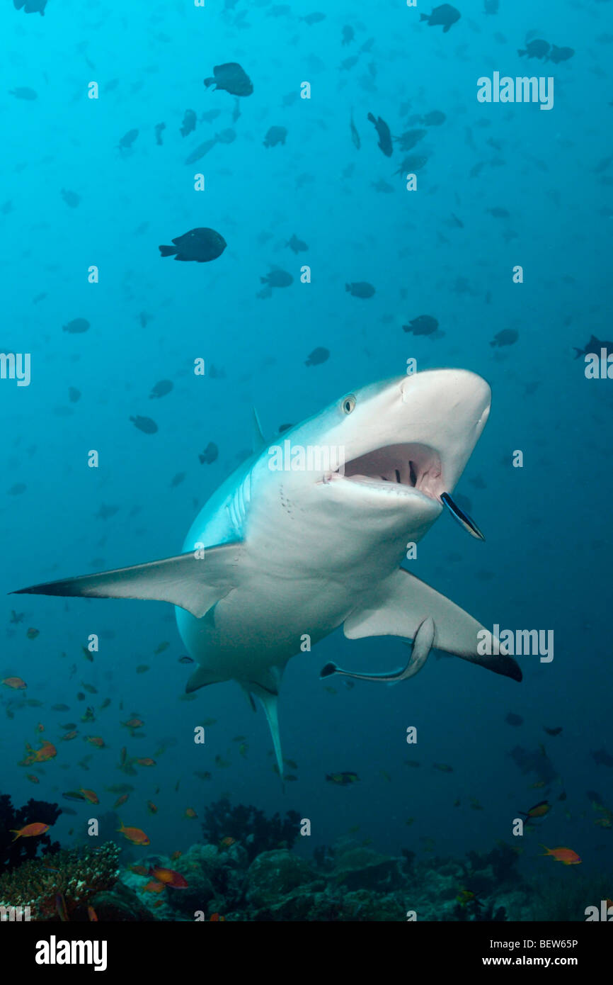 Shark underwater fish fishes hi-res stock photography and images - Alamy