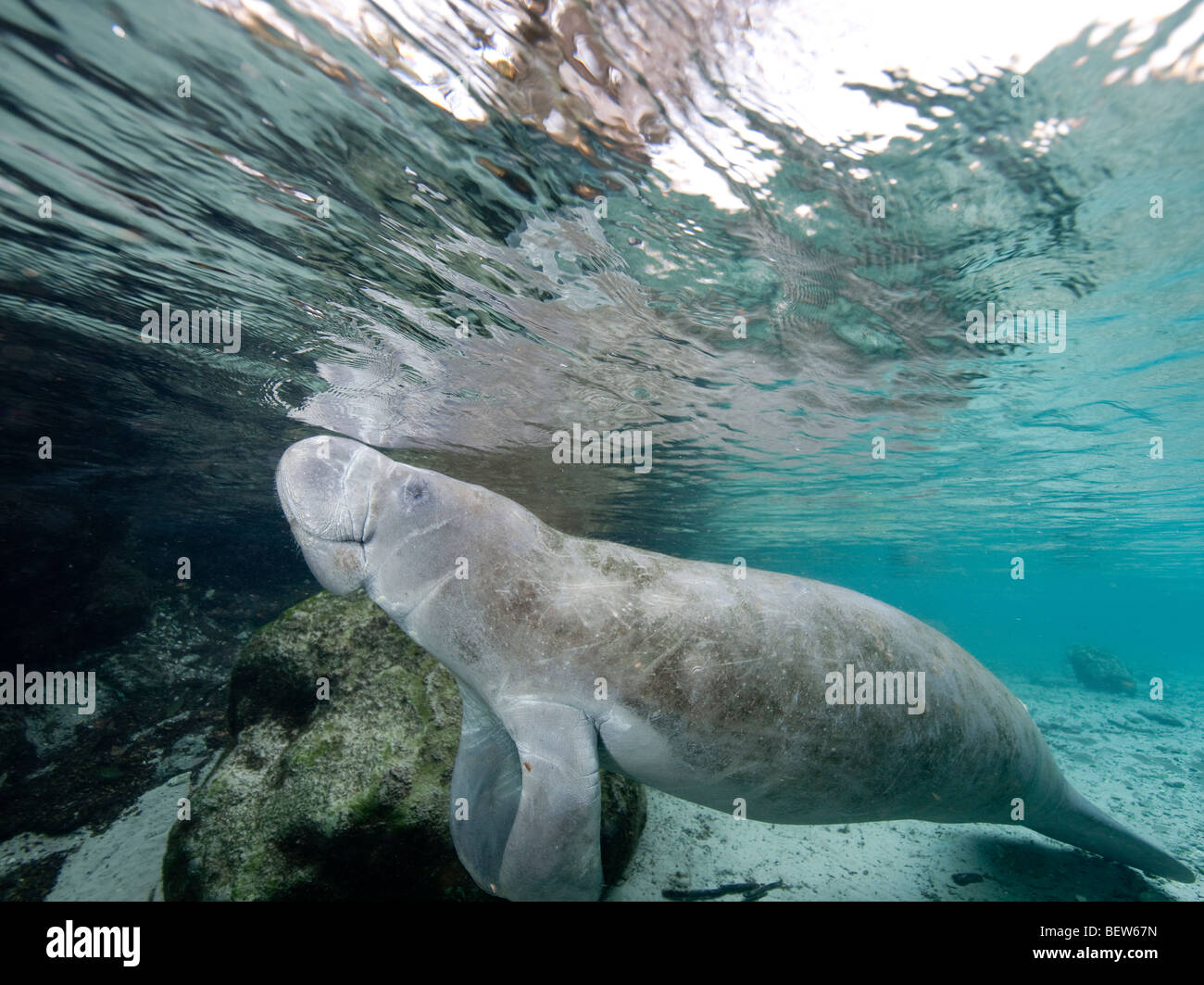 Manatee breathing hi-res stock photography and images - Alamy