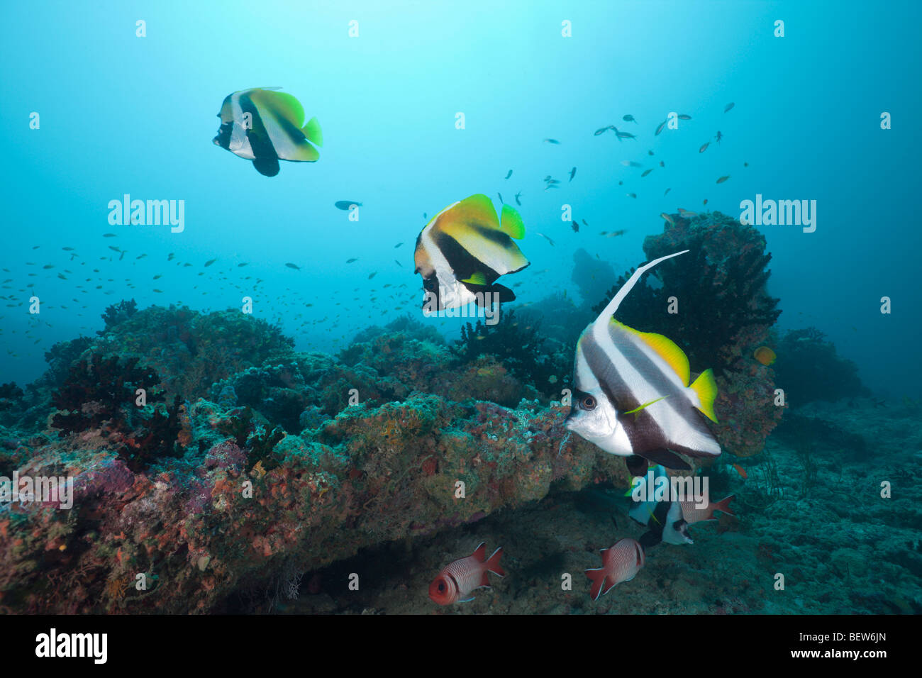 Longfin Bannerfish and Masked Bannerfish, Heniochus acuminatus ...