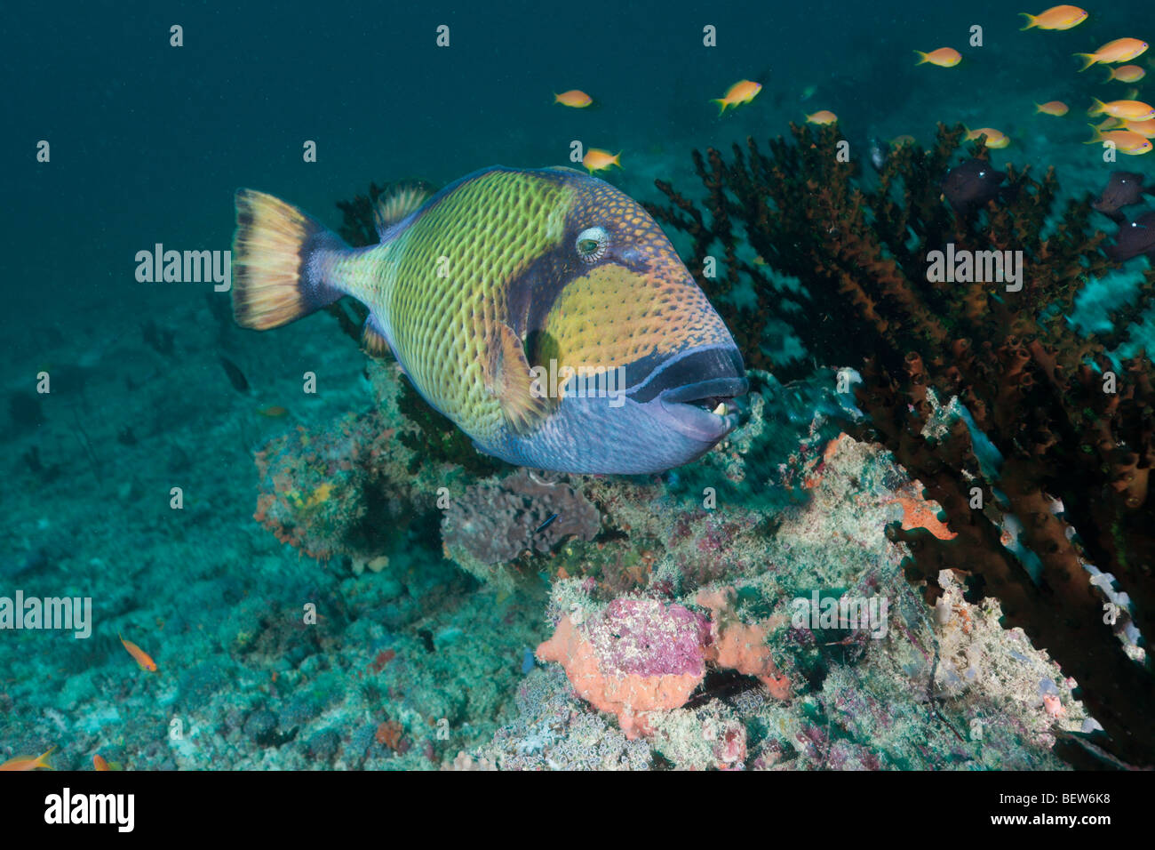 Green Titan Triggerfish, Balistoides viridescens, Kandooma Caves, South ...