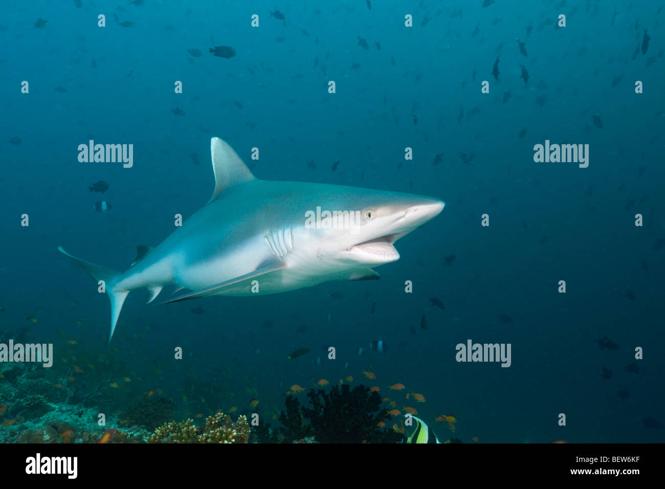 Grey Reef Shark, Carcharhinus amblyrhynchos, Guraidhoo Channel, South ...