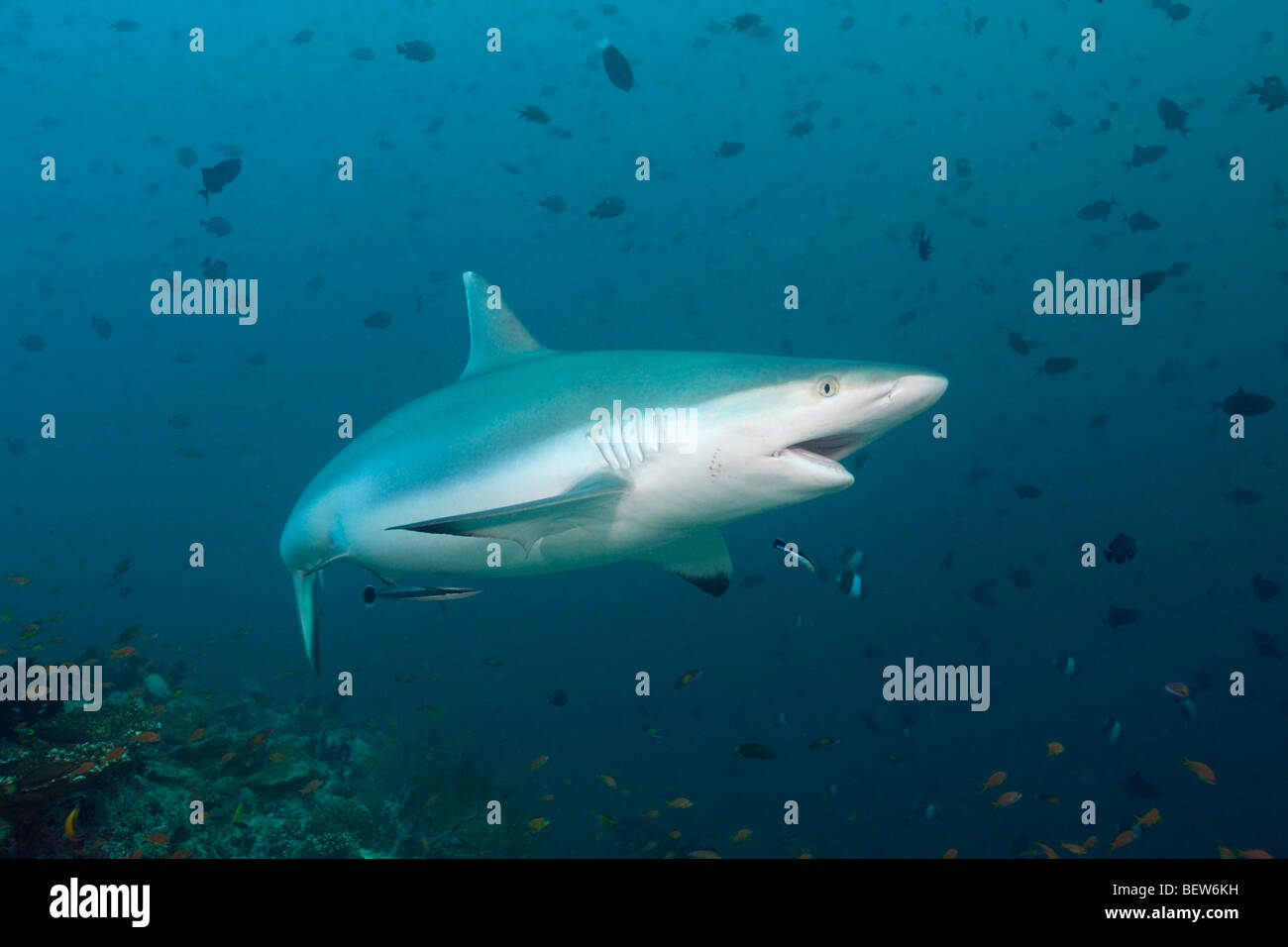 Shark maldives hi-res stock photography and images - Alamy
