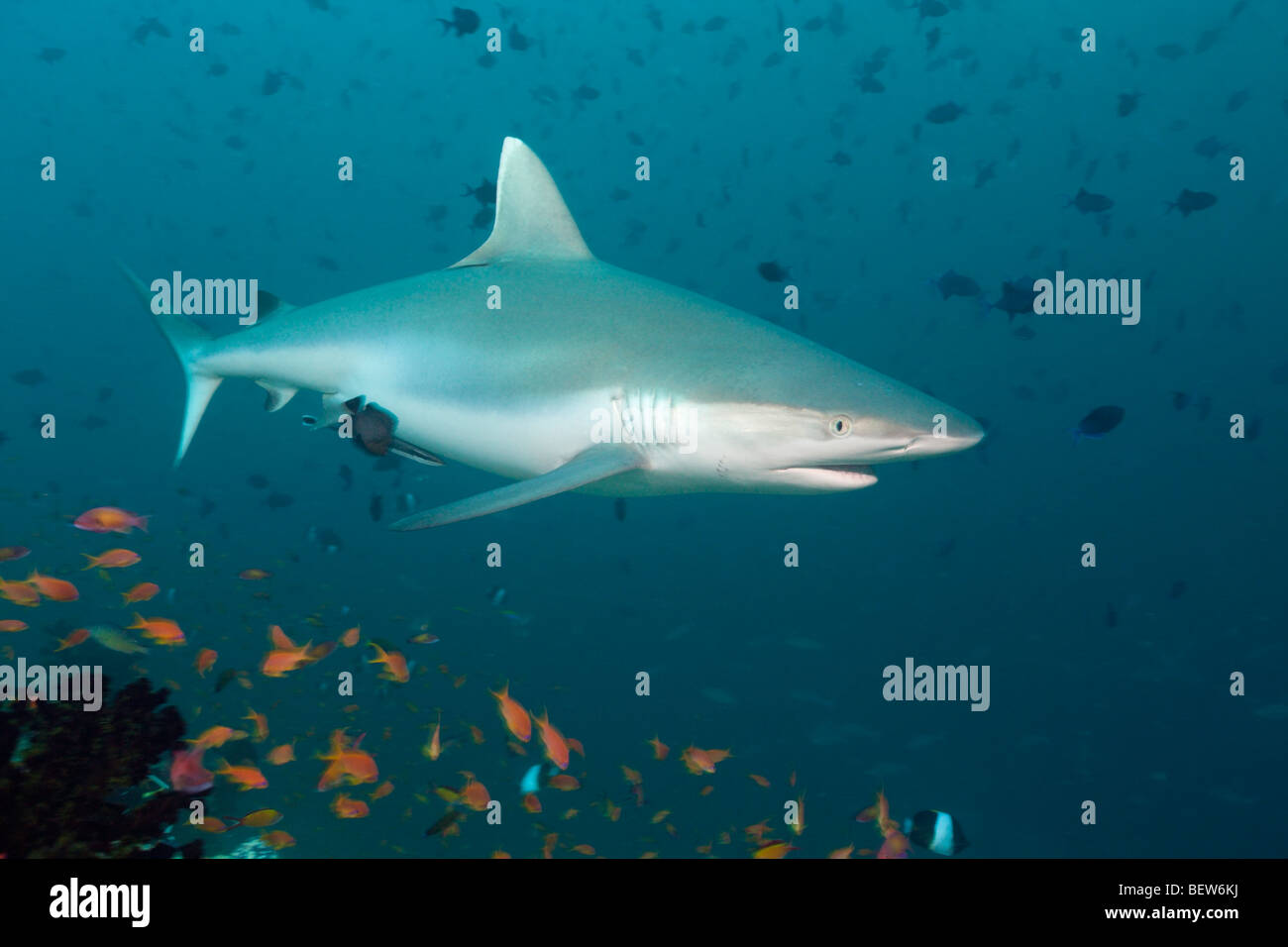 Grey Reef Shark, Carcharhinus amblyrhynchos, Guraidhoo Channel, South ...