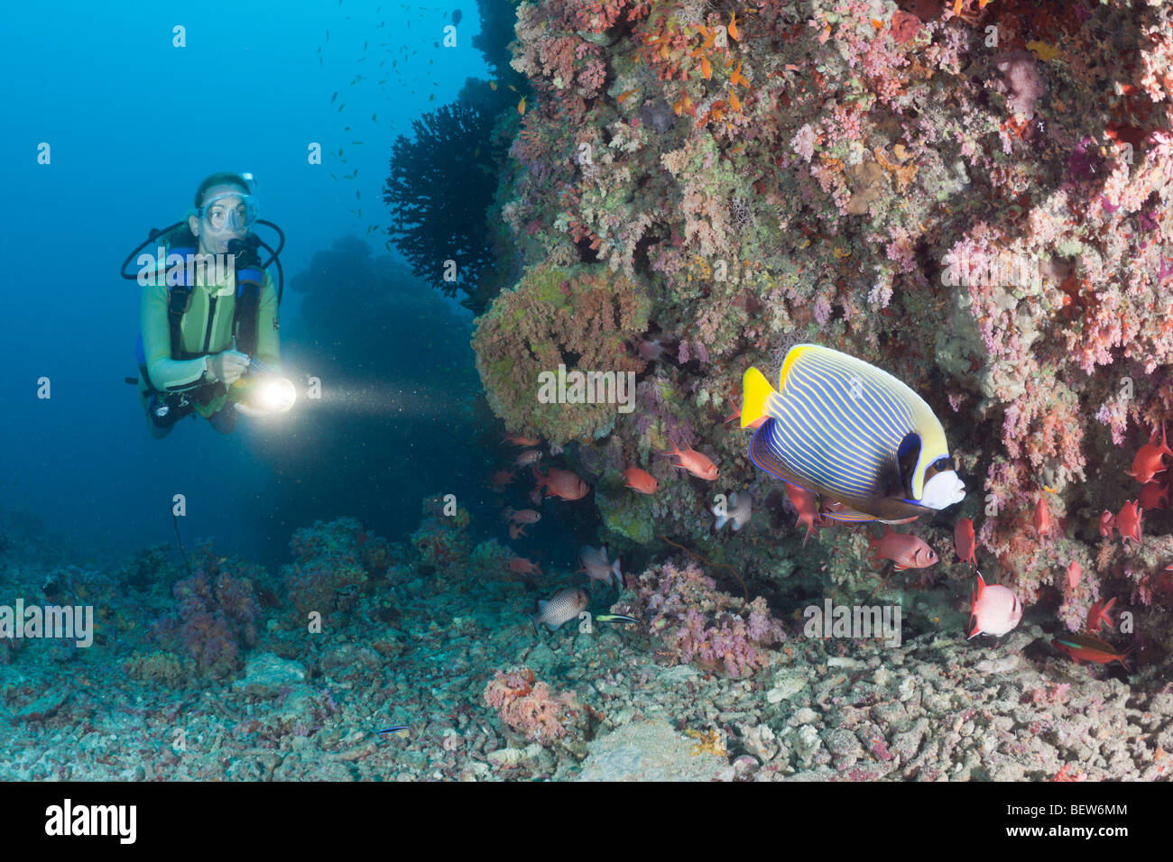 Emperor Angelfish and Diver, Pomacanthus imperator, Kandooma Thila ...