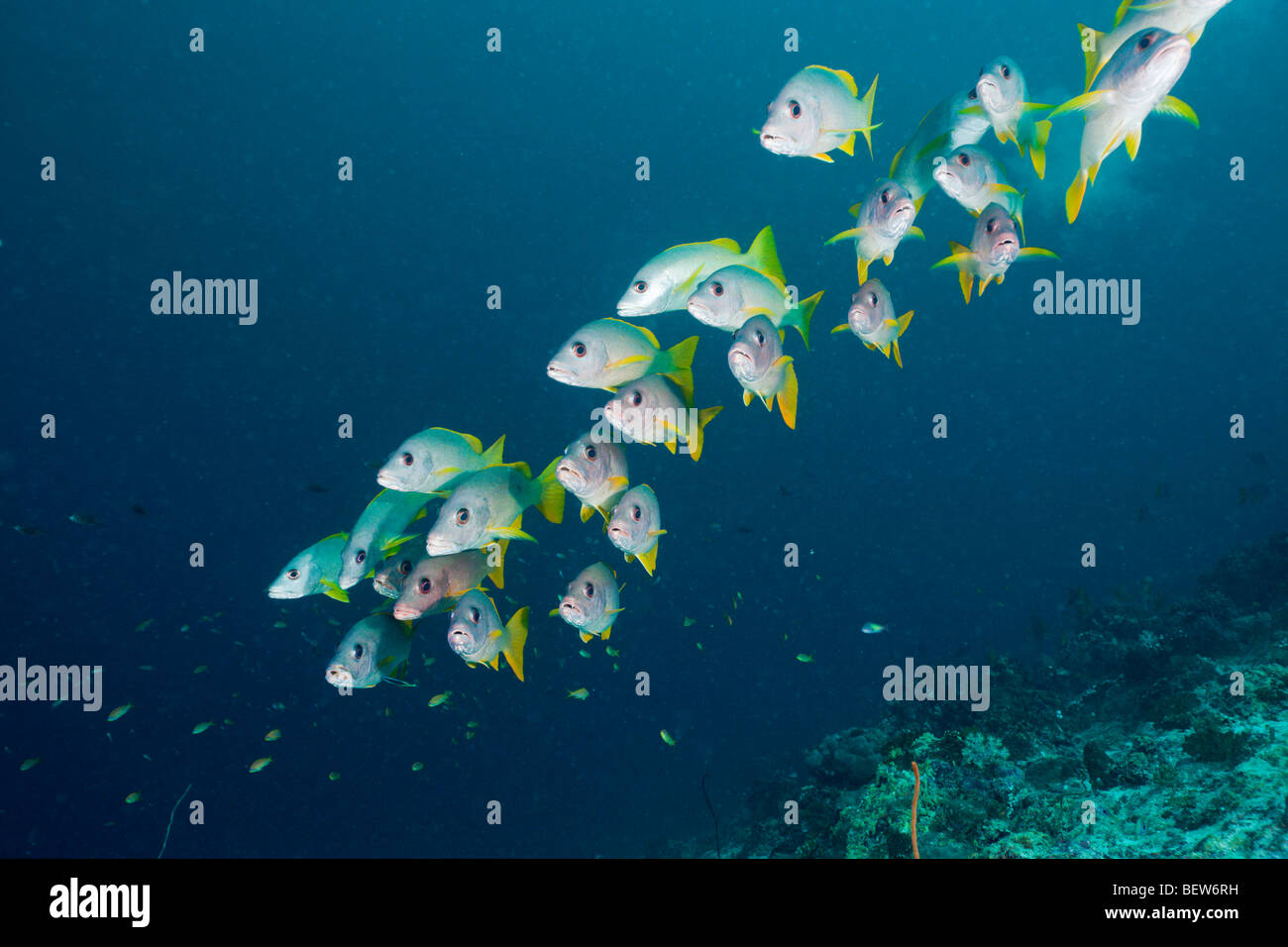 One spot snapper schooling hi-res stock photography and images - Alamy