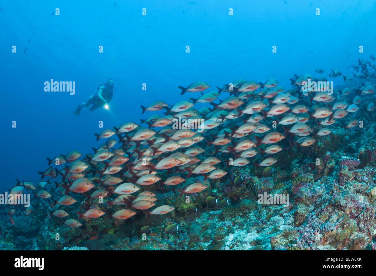 Humpback snapper and scuba diver hi-res stock photography and images ...