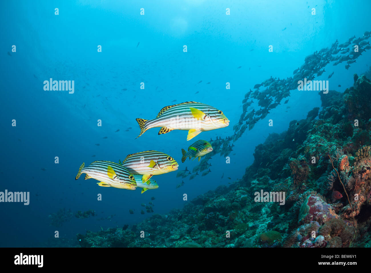 Oriental Sweetlips in Coral Reef, Plectorhinchus orientalis, Cocoa ...