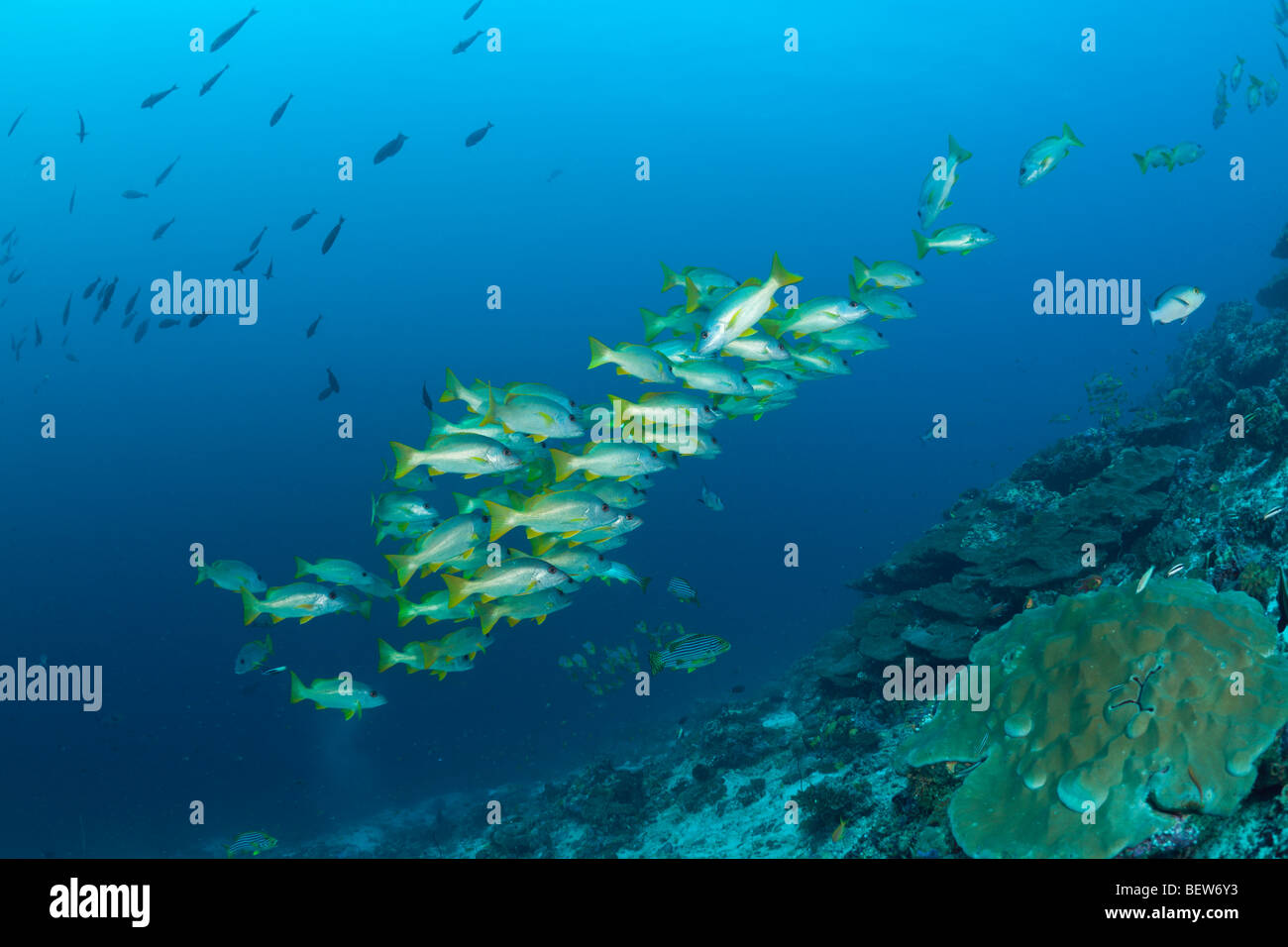 Shoal of One-spot Snapper, Lutjanus monostigma, Cocoa Corner, South ...