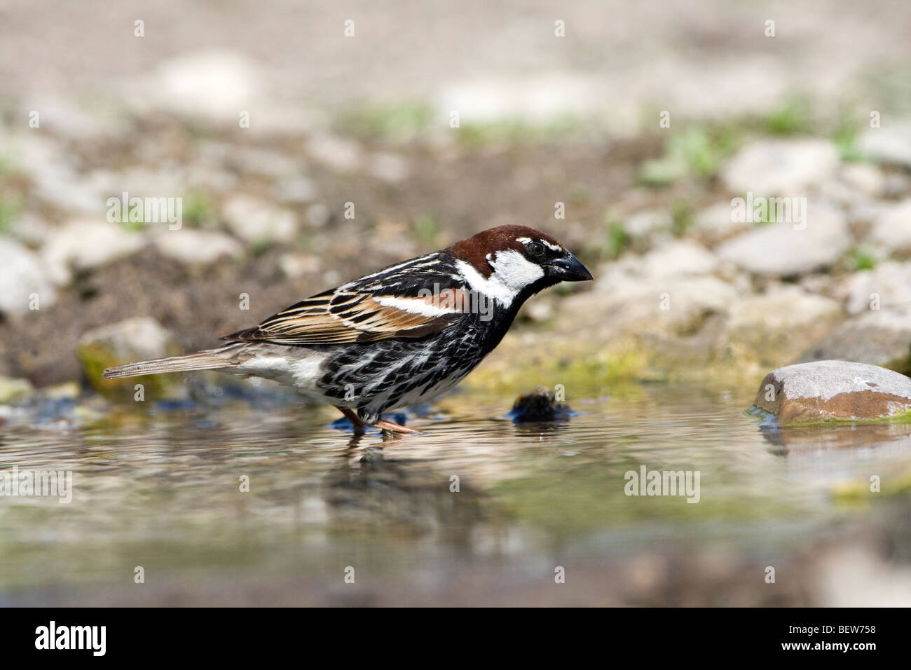 Passer hispaniolensis hi-res stock photography and images - Alamy