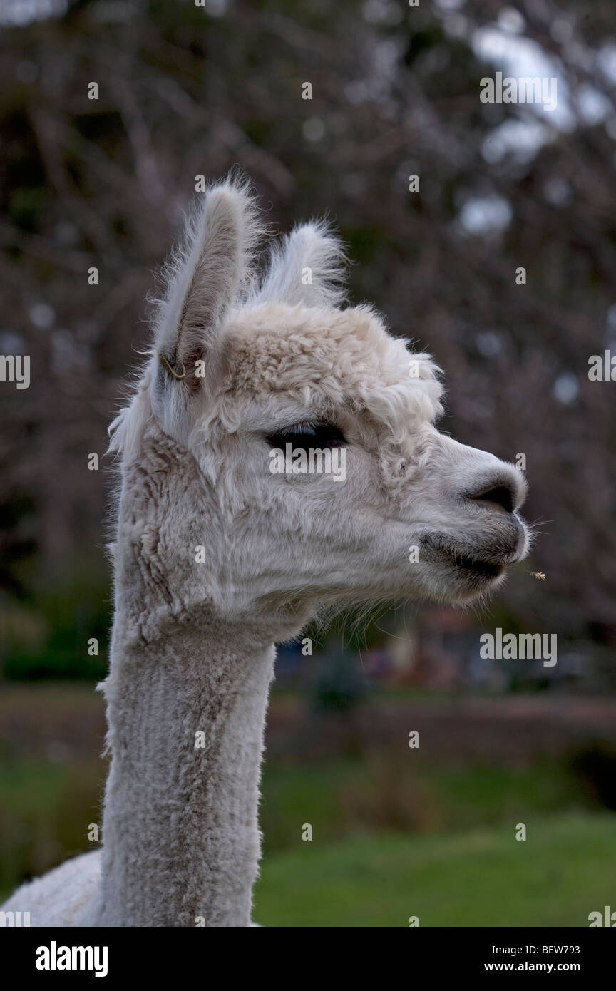 ALPACA, TASMANIA, AUSTRALIA Stock Photo - Alamy