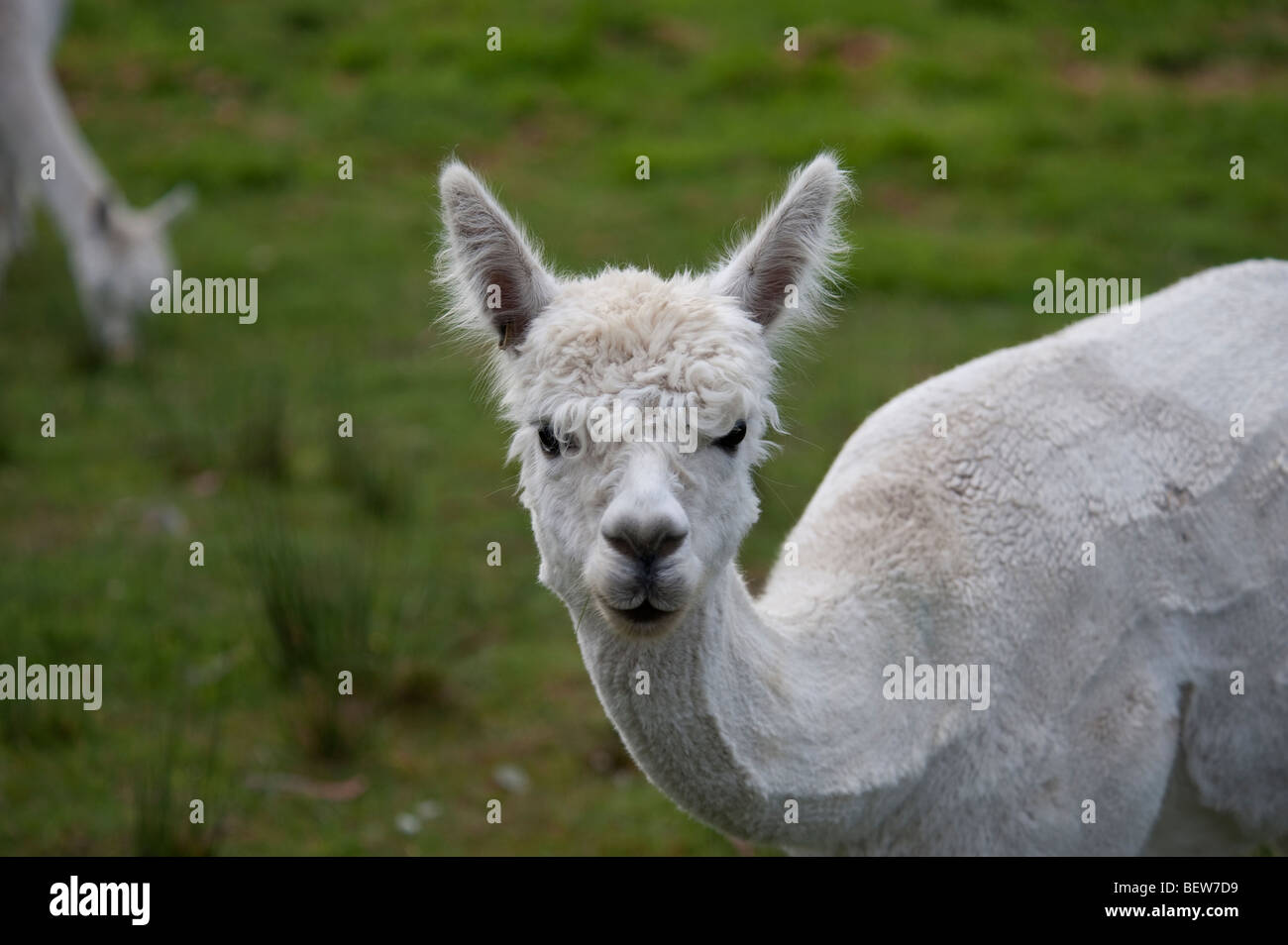 Relaxed alpaca hi-res stock photography and images - Alamy