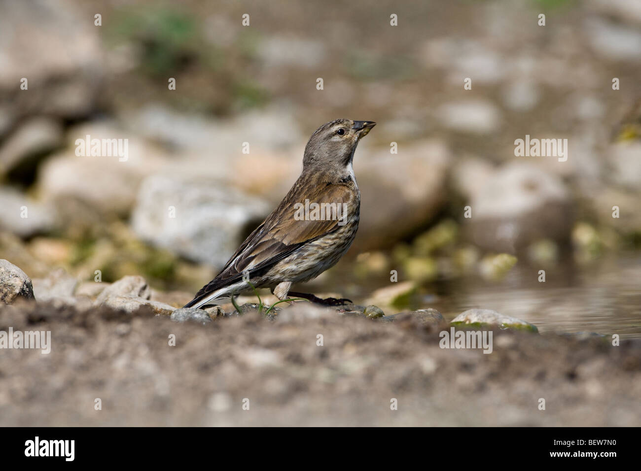 Petronia petronia hi-res stock photography and images - Alamy