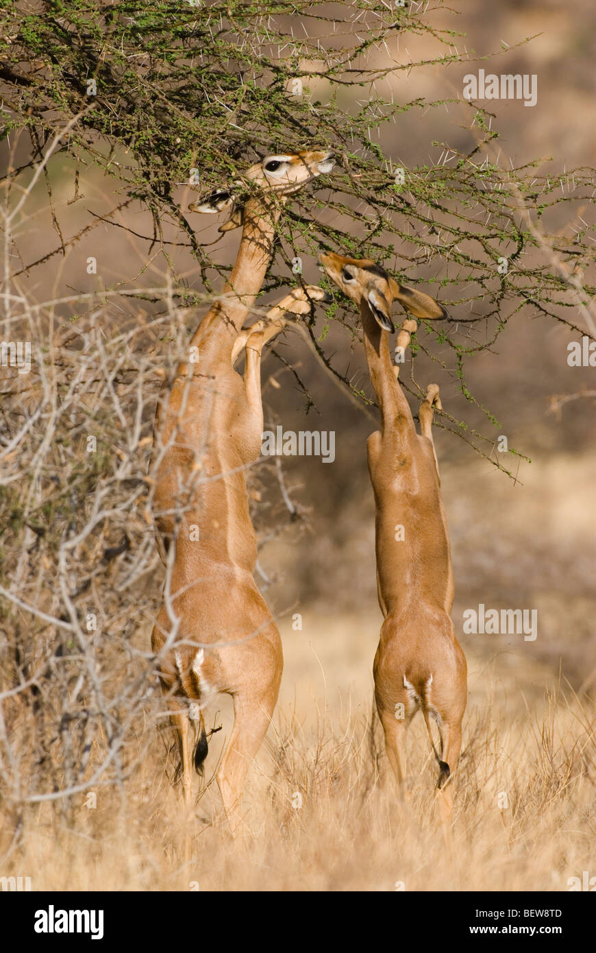 Gerenuk antelope feeding hi-res stock photography and images - Alamy