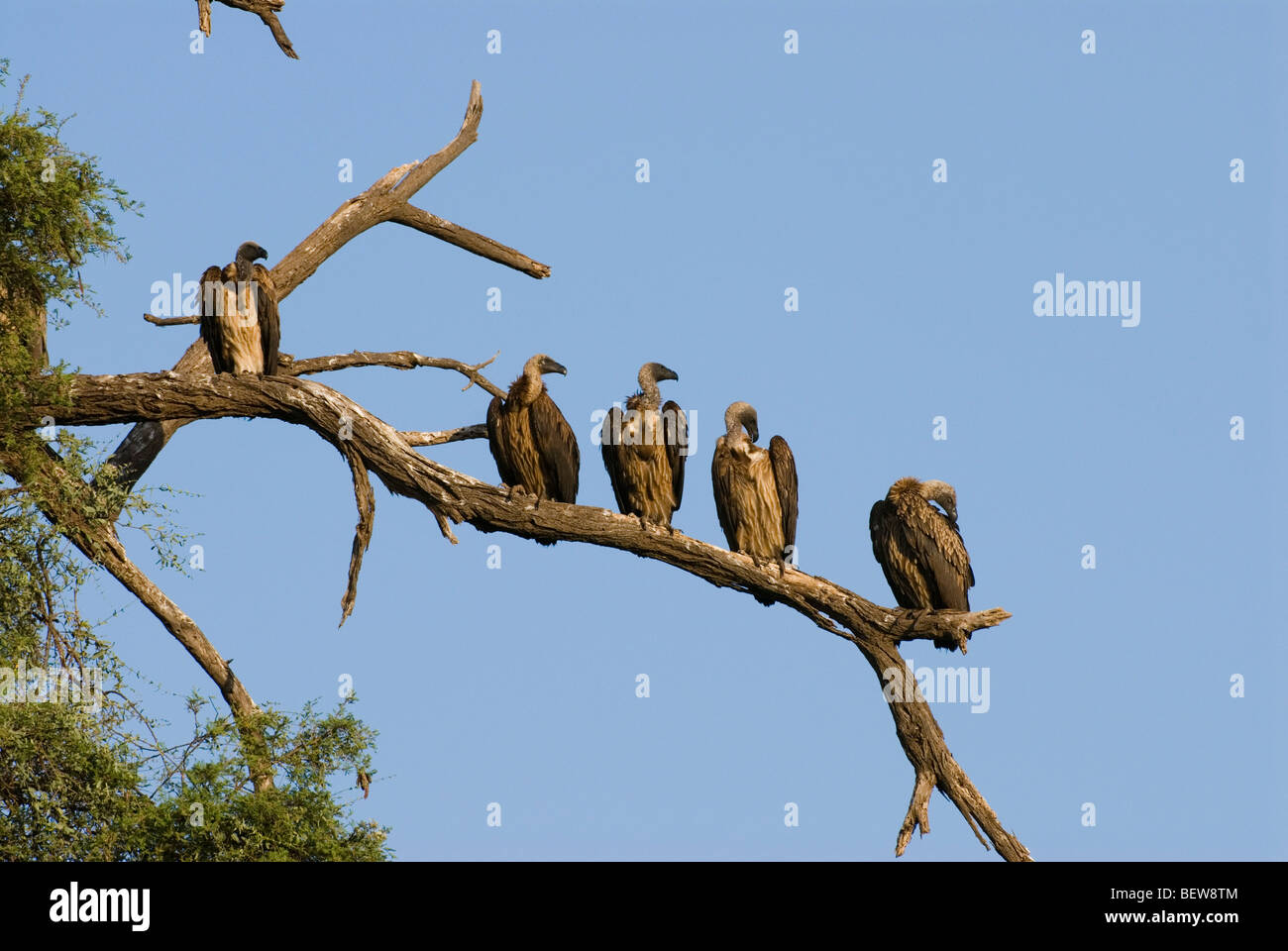 Rueppells griffon vulture (Gyps rueppellii) sitting on a branch ...