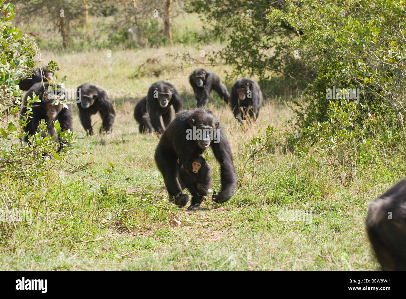 Chimpanzees (Pan troglodytes), Sweetwaters Privat Reserve, Kenya, front ...